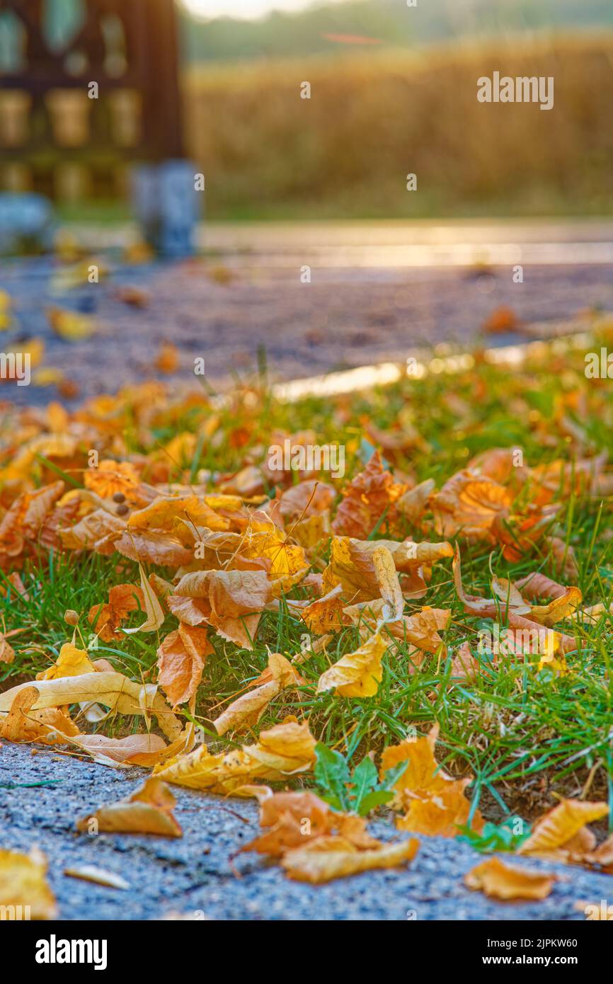 Double double t bone hi-res stock photography and images - Alamy