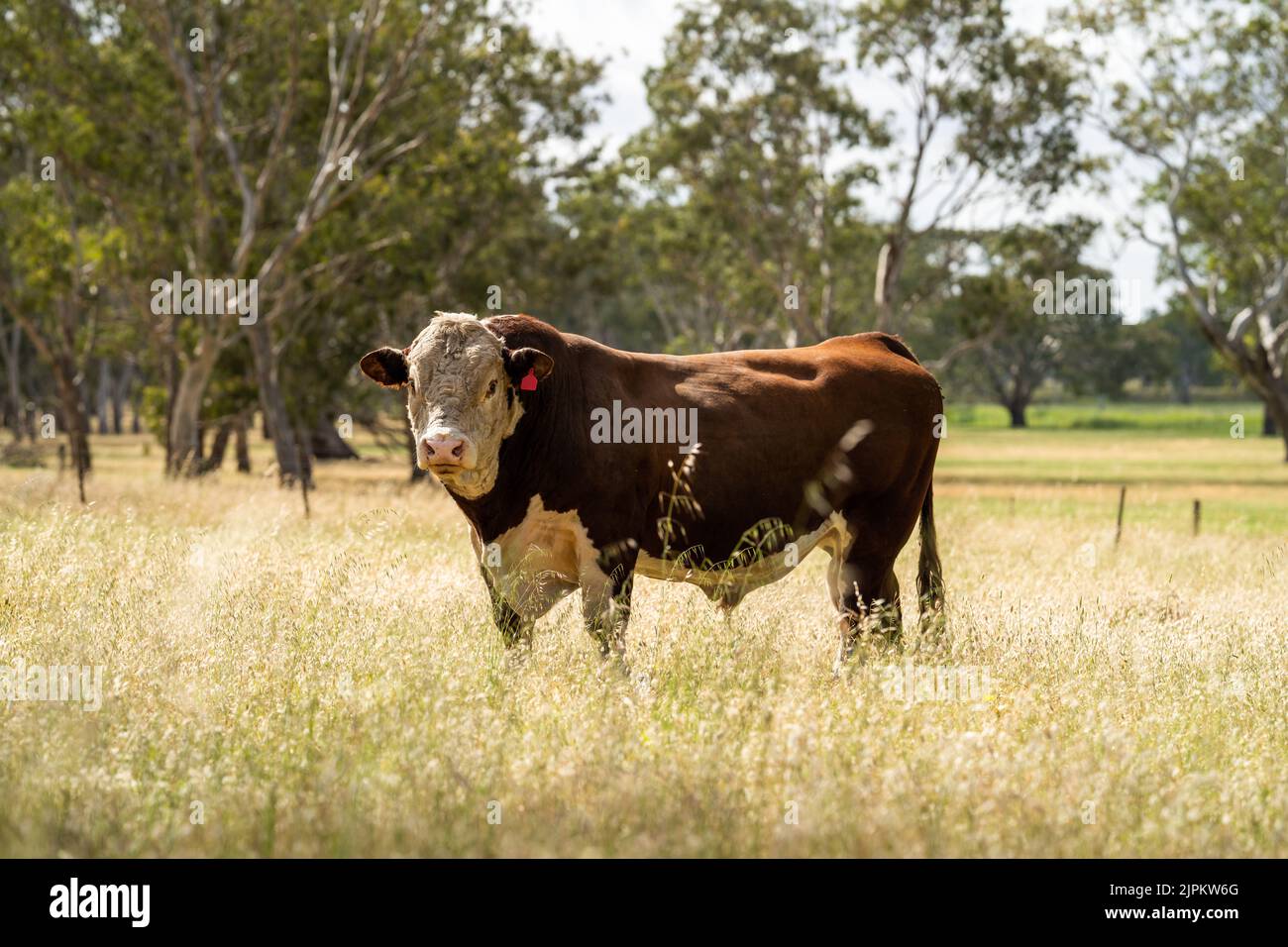 Stud wagyu bull, Beef cattle and cows in Australia Stock Photo - Alamy