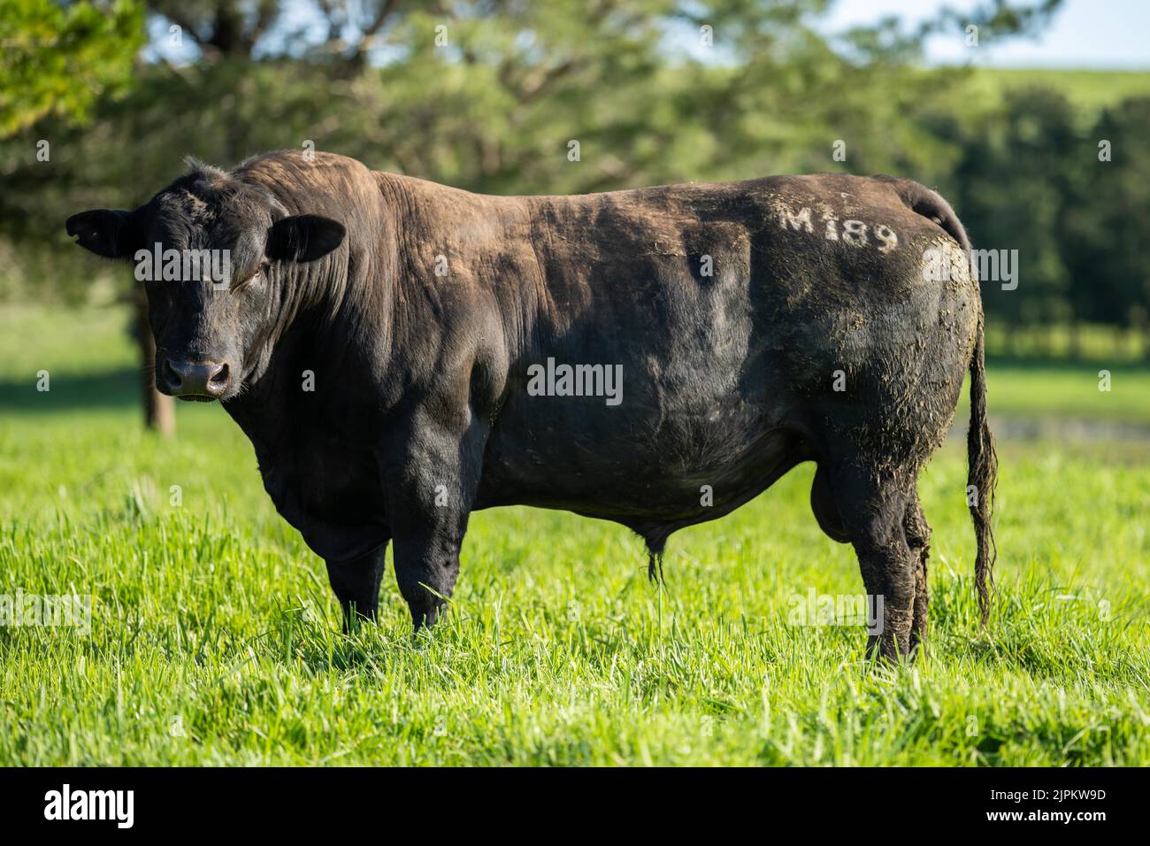 Stud wagyu bull, Beef cattle and cows in Australia Stock Photo - Alamy