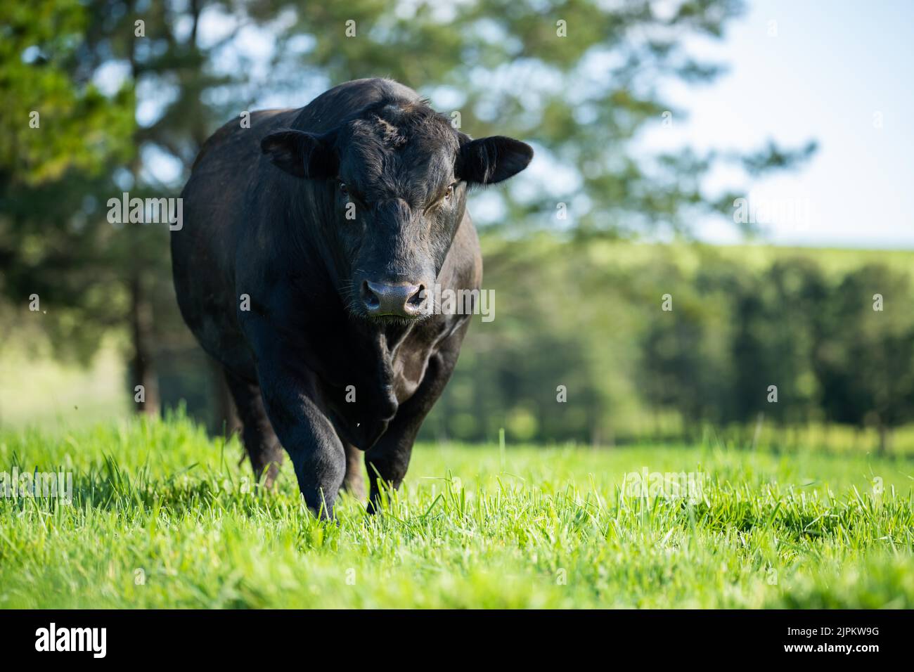 Stud wagyu bull, Beef cattle and cows in Australia Stock Photo - Alamy
