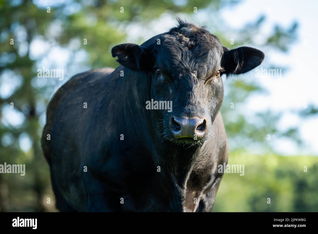 Stud wagyu bull, Beef cattle and cows in Australia Stock Photo - Alamy