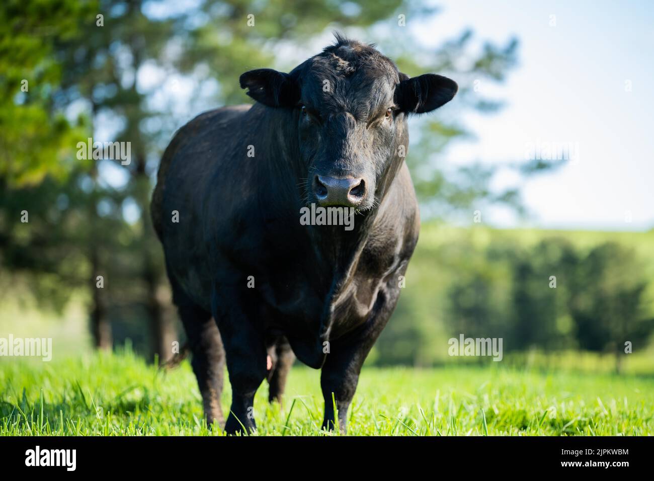 Stud wagyu bull, Beef cattle and cows in Australia Stock Photo - Alamy