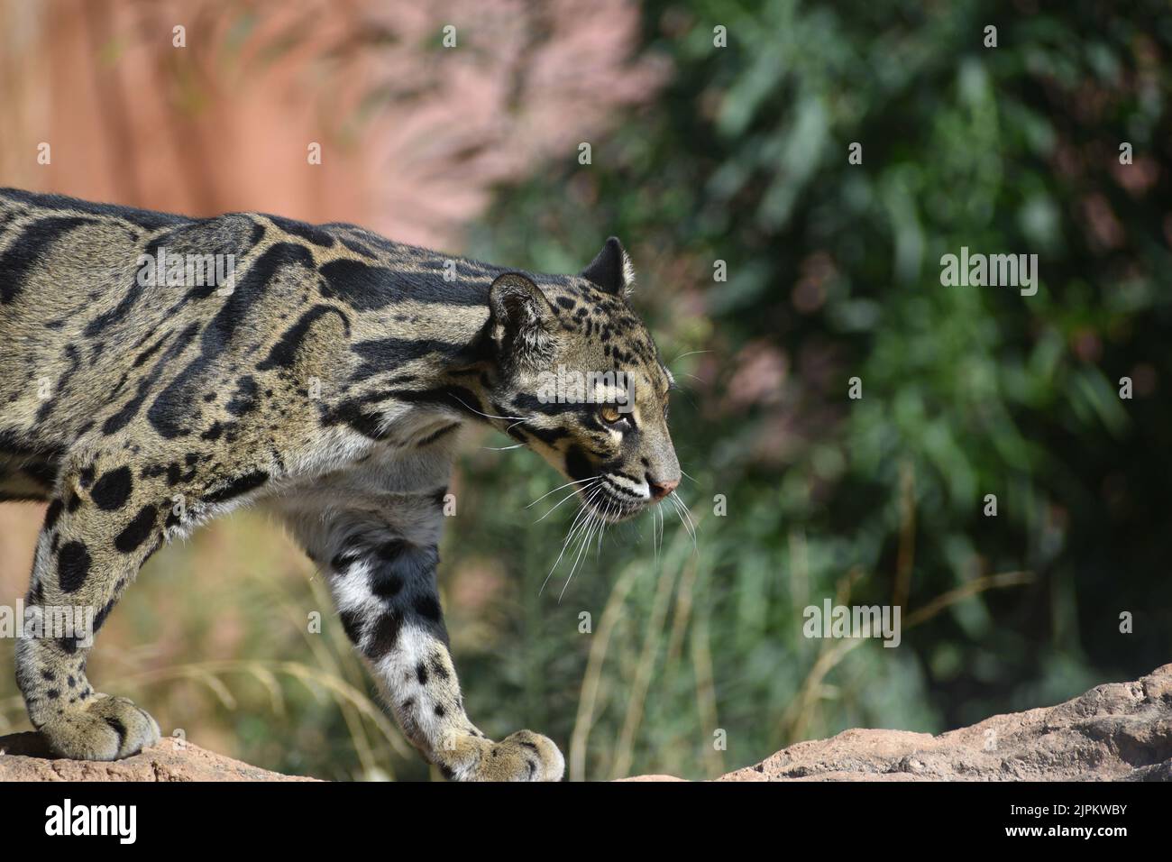 Clouded leopard wild hi-res stock photography and images - Alamy
