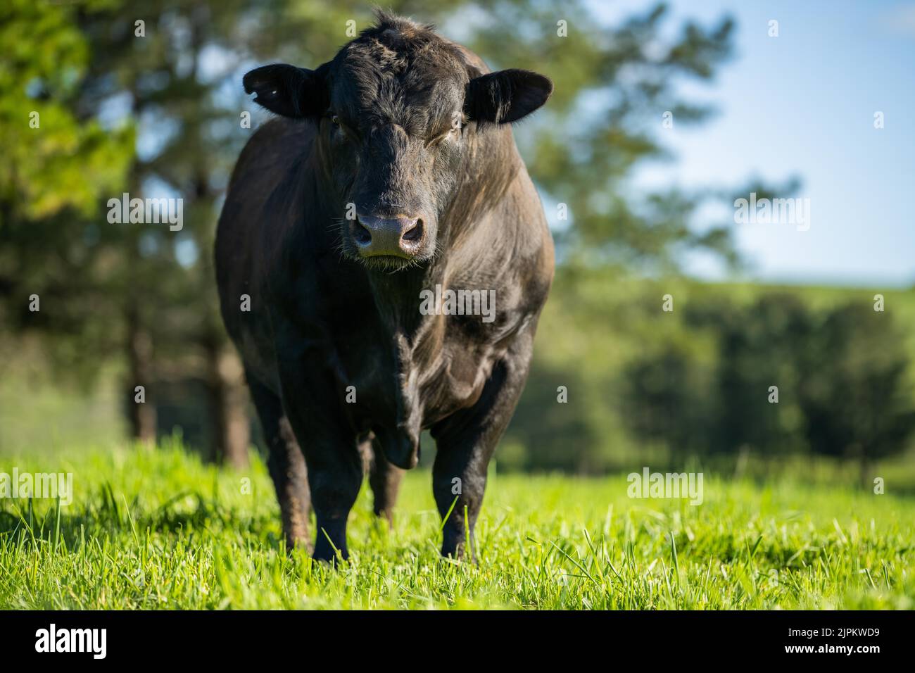 Stud wagyu bull, Beef cattle and cows in Australia Stock Photo - Alamy