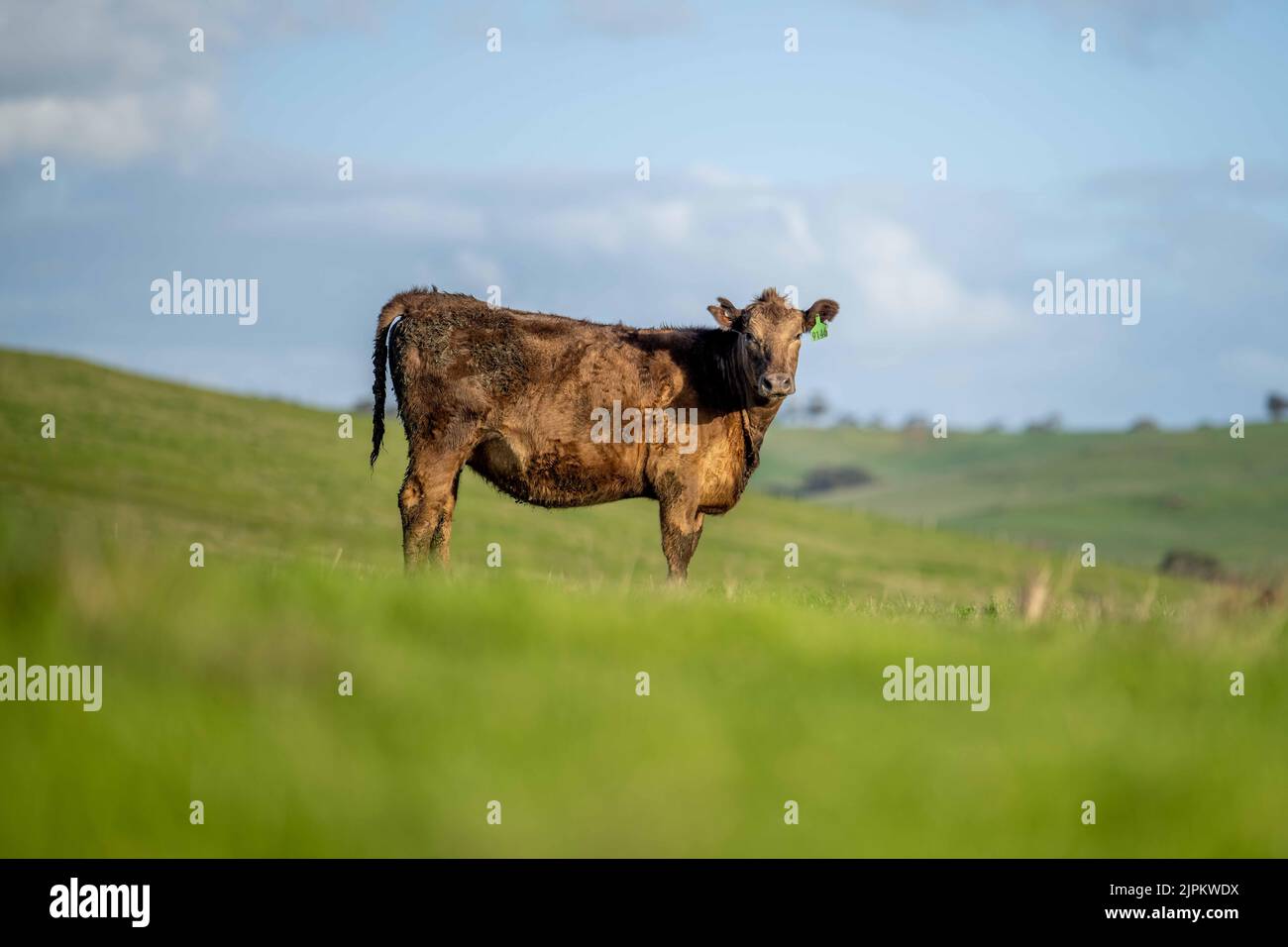 Stud wagyu bull, Beef cattle and cows in Australia Stock Photo - Alamy