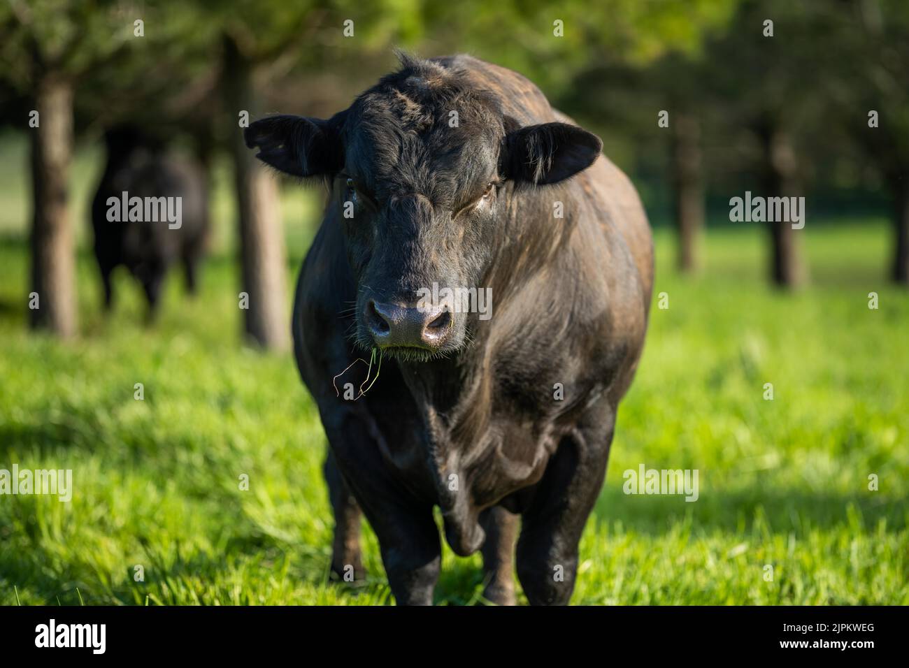 Stud wagyu bull, Beef cattle and cows in Australia Stock Photo - Alamy