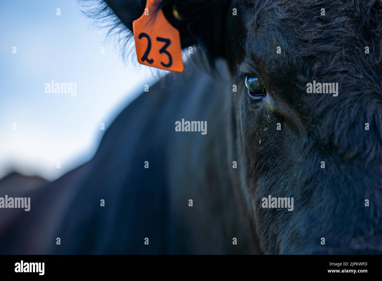 Stud wagyu bull, Beef cattle and cows in Australia Stock Photo - Alamy