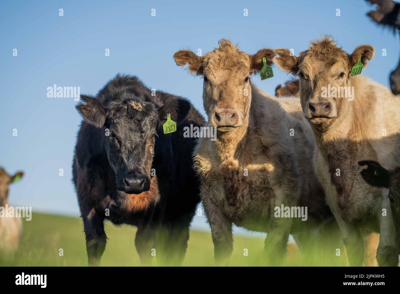 Beef cattle and cows in Australia Stock Photo - Alamy