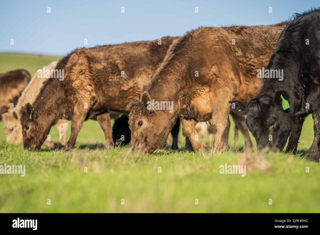 Beef cattle and cows in Australia Stock Photo - Alamy