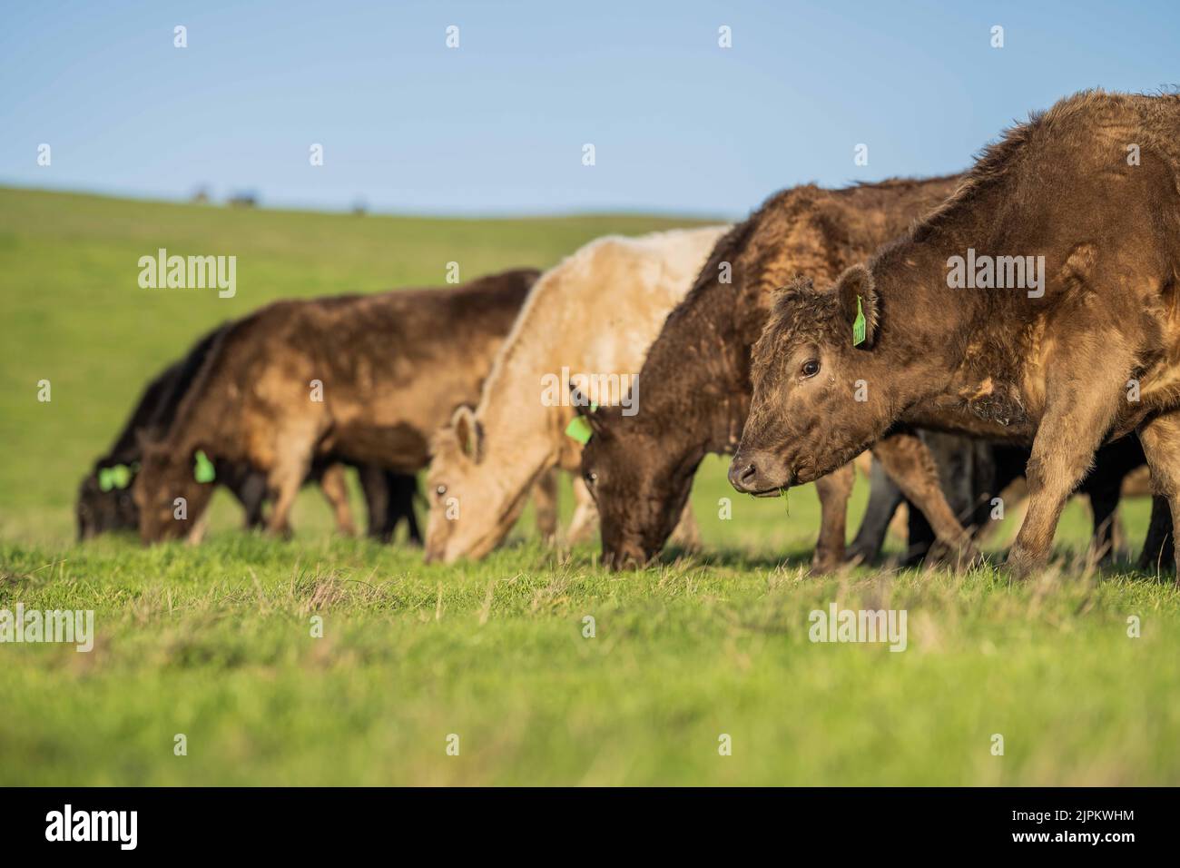 Beef cattle and cows in Australia Stock Photo - Alamy