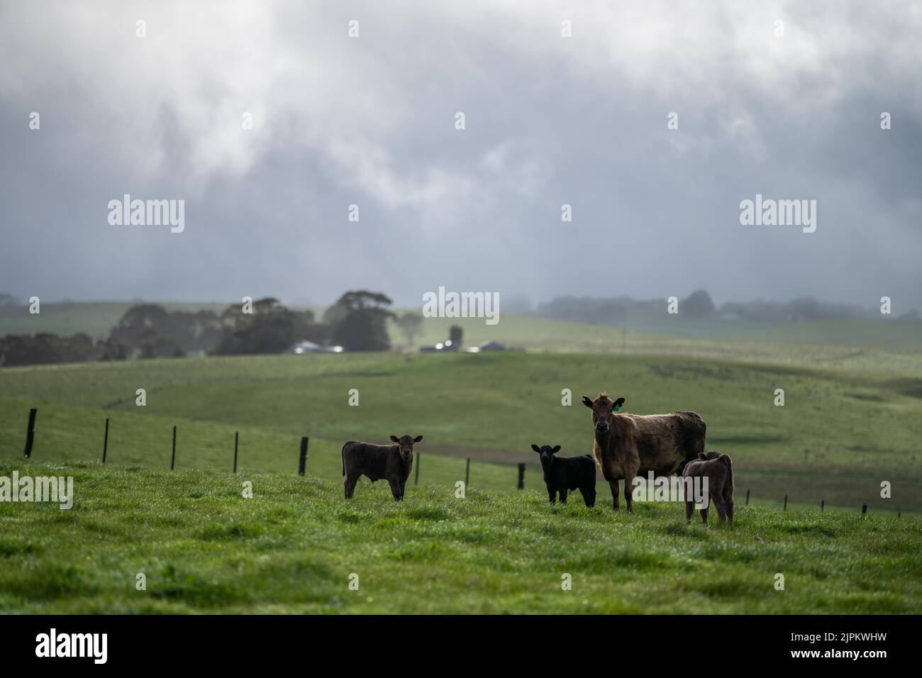 Beef cattle and cows in Australia Stock Photo - Alamy