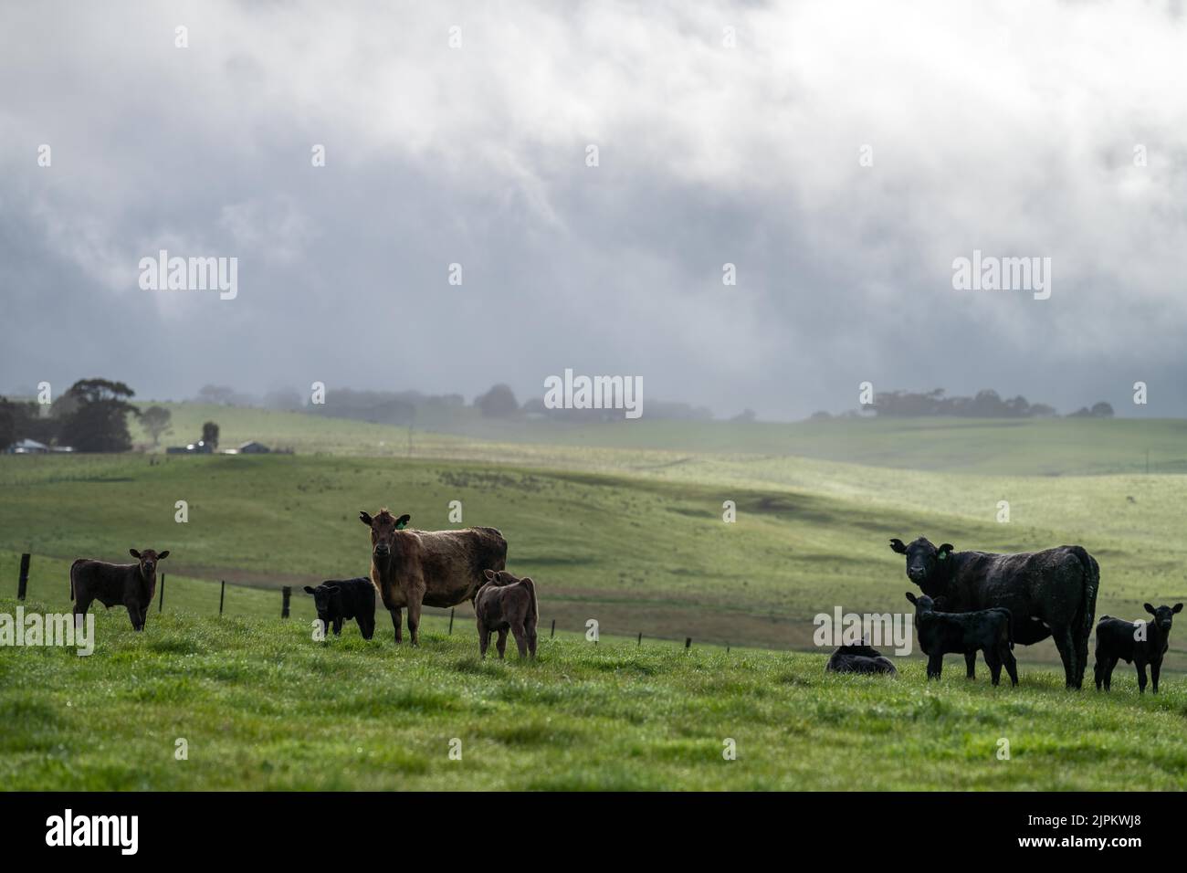 Beef cattle and cows in Australia Stock Photo - Alamy