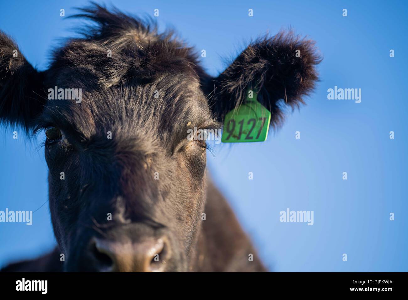 Beef cattle and cows in Australia Stock Photo - Alamy