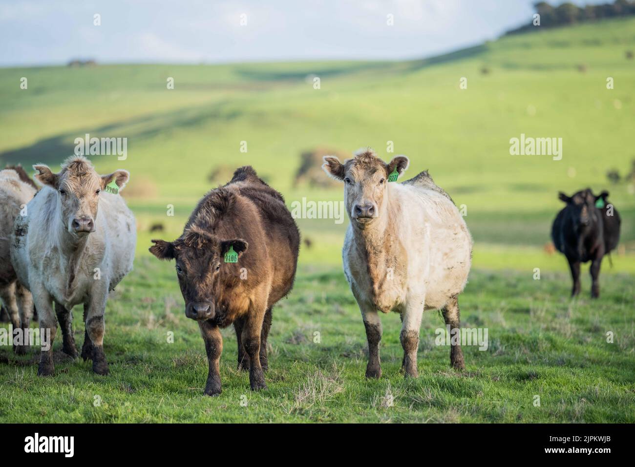 Beef cattle and cows in Australia Stock Photo - Alamy