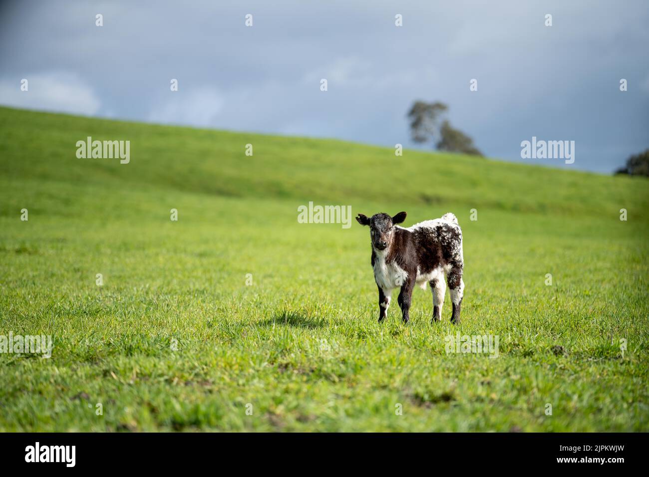Beef cattle and cows in Australia Stock Photo - Alamy