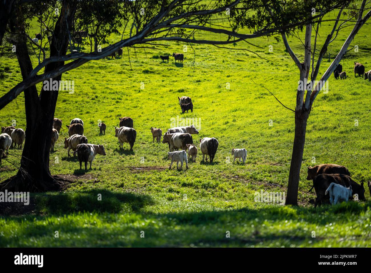 Beef cattle and cows in Australia Stock Photo - Alamy