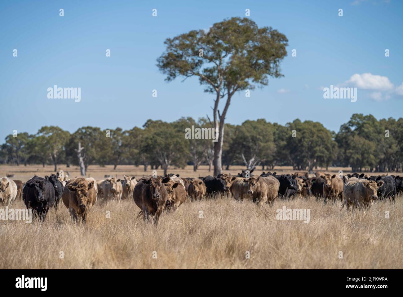 Beef cattle and cows in Australia Stock Photo - Alamy
