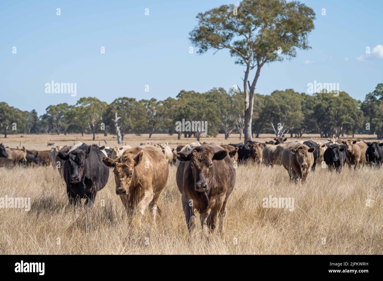 Beef cattle and cows in Australia Stock Photo - Alamy