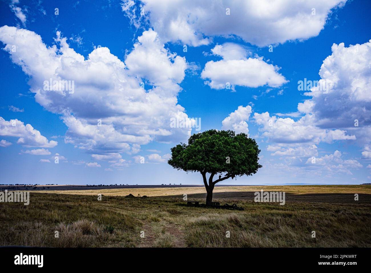 Maasai Mara National Game Reserve Park triangle Narok County Kenya East ...