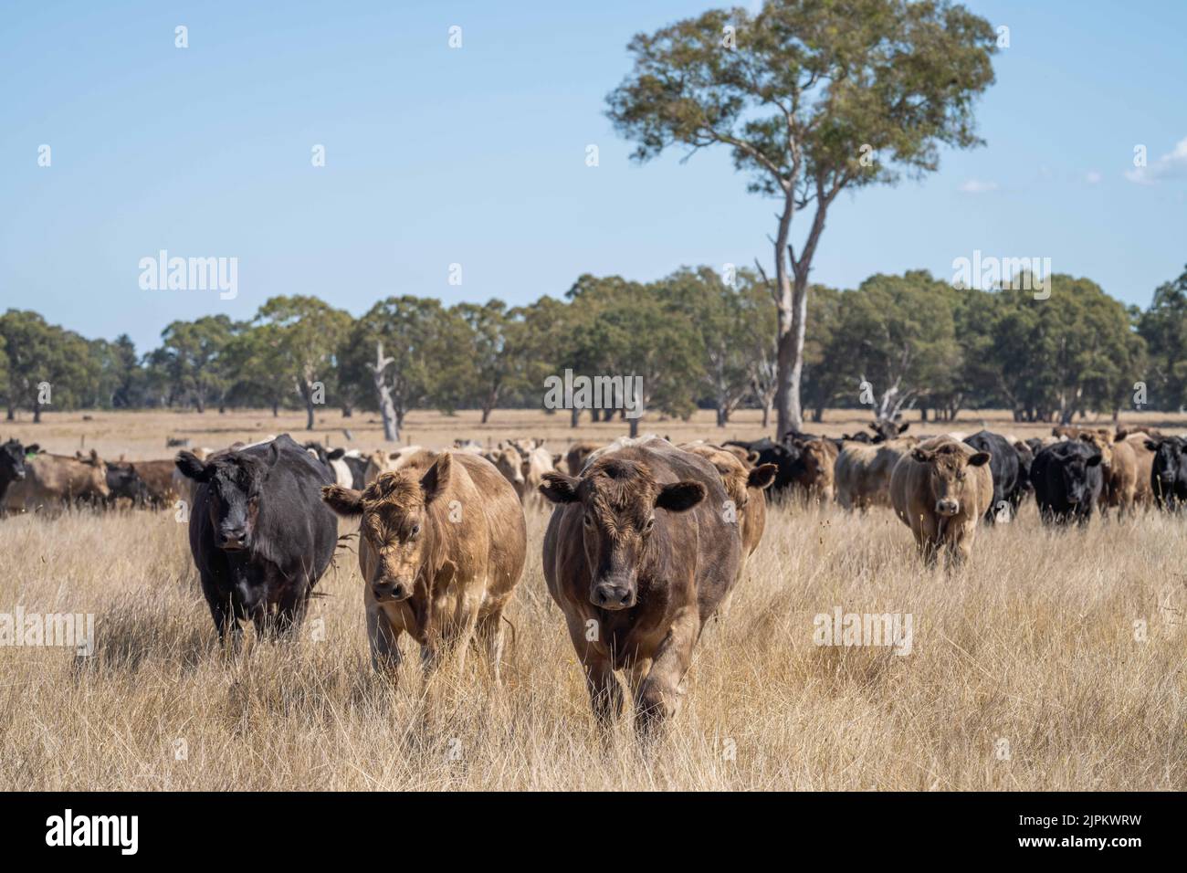Beef cattle and cows in Australia Stock Photo - Alamy