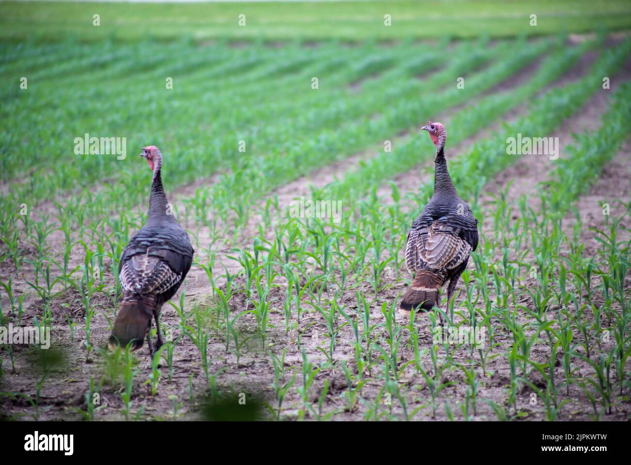 The two domestic turkeys standing in the agricultural field Stock Photo ...