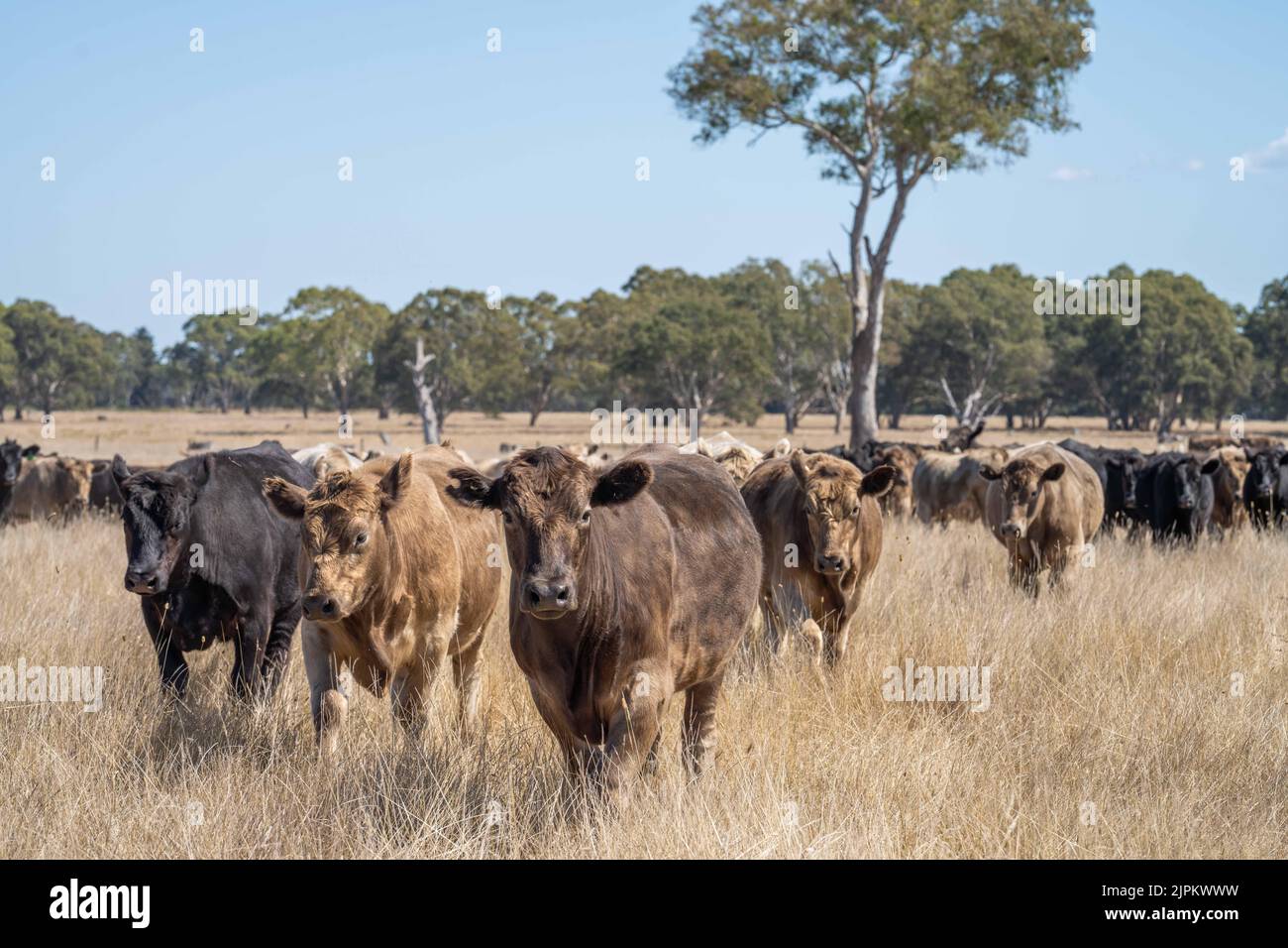 Dairy bull australia new zealand hi-res stock photography and images ...