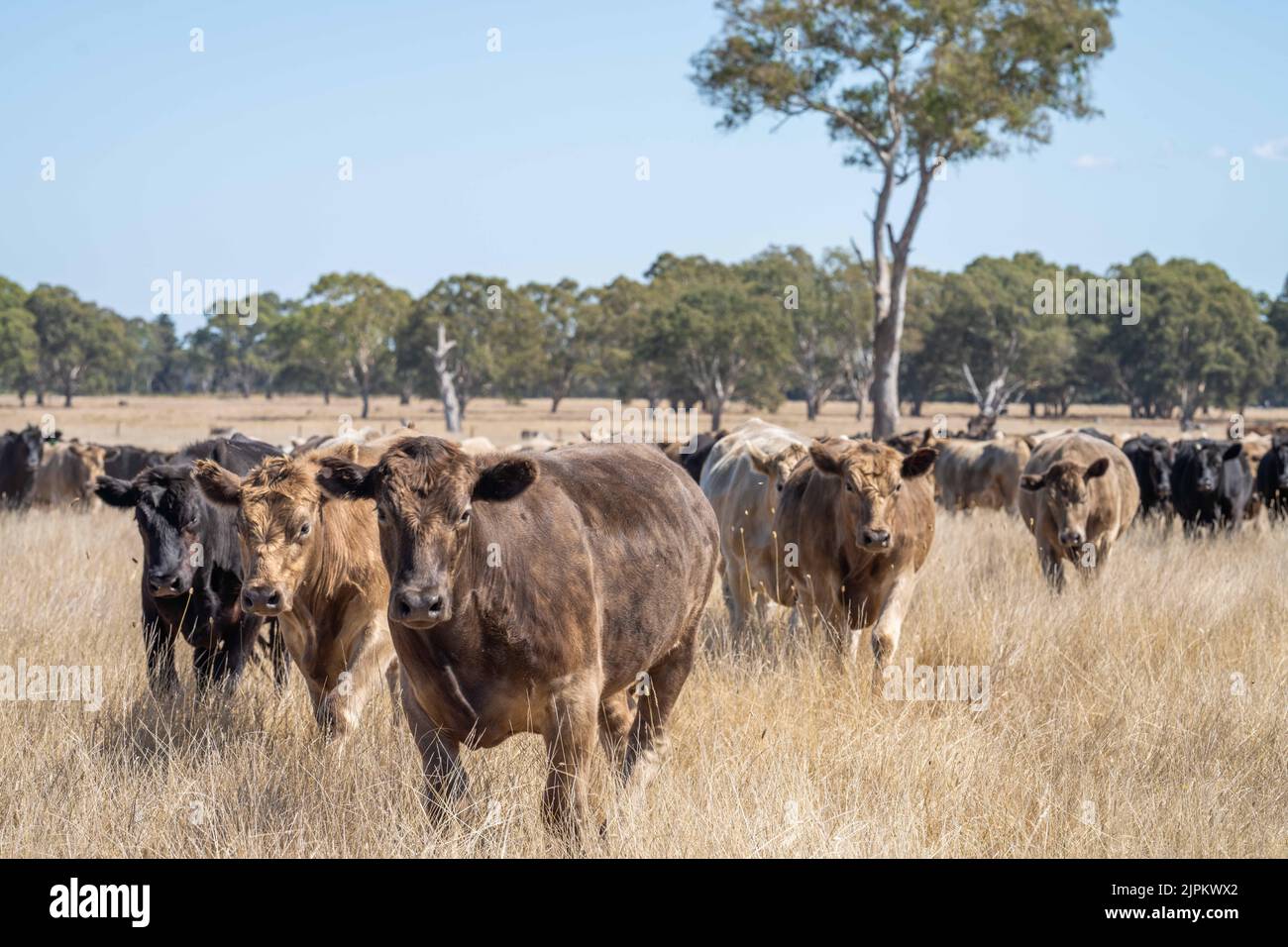 Beef cattle and cows in Australia Stock Photo - Alamy