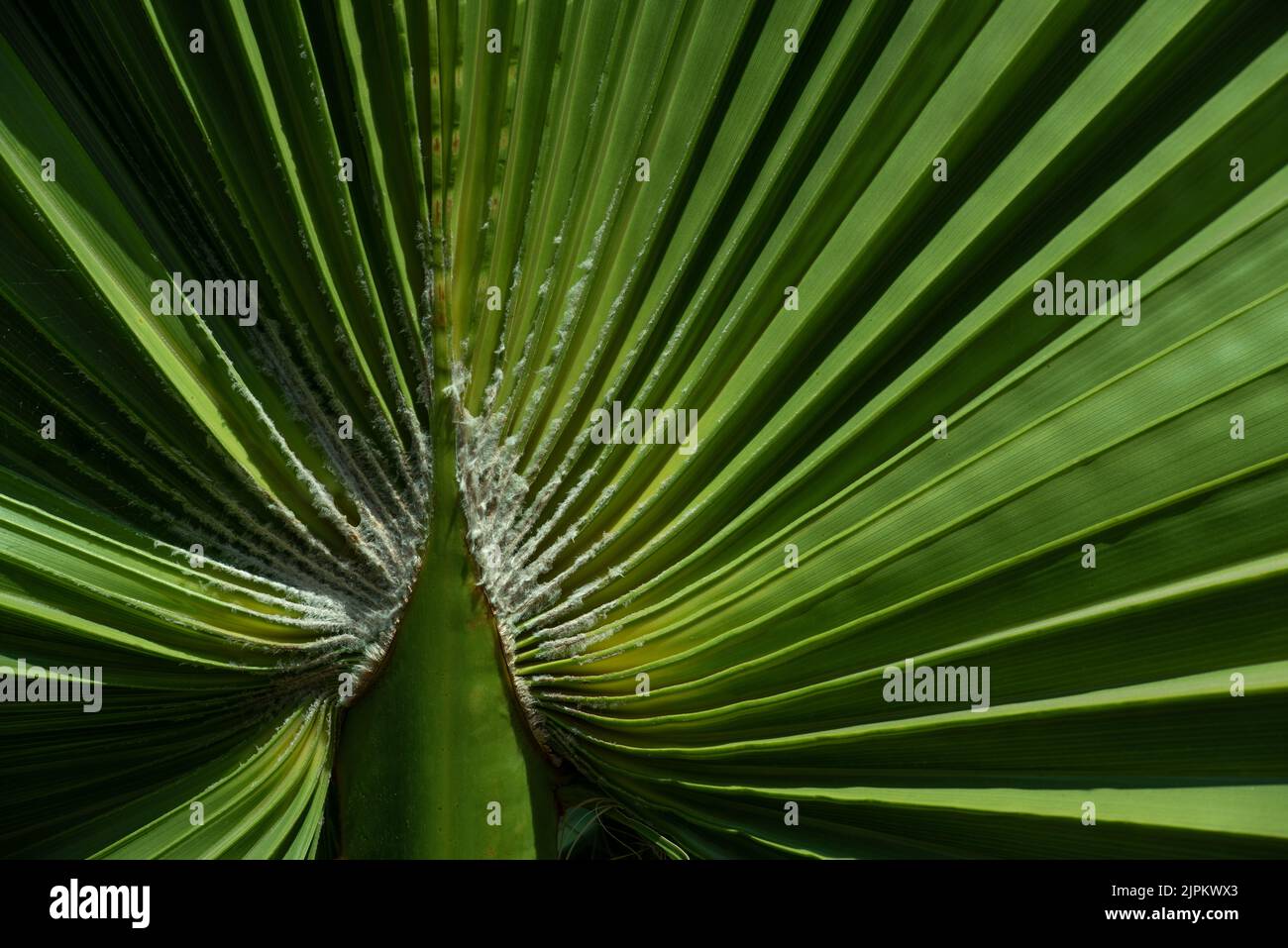 Close up, detail shot and background of a green fresh palm frond folded ...
