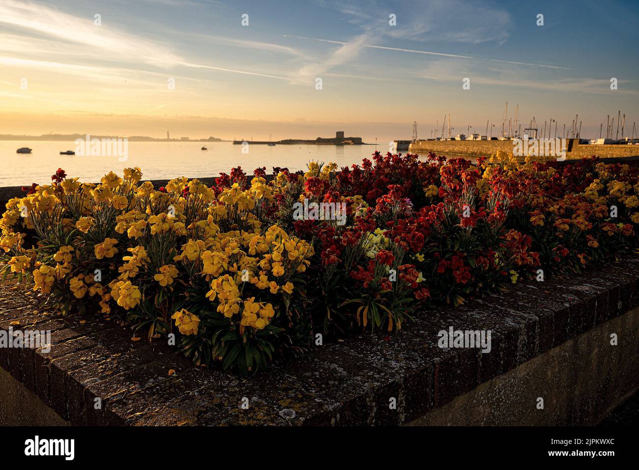 A colorful flowers in the garden with sunset Stock Photo - Alamy