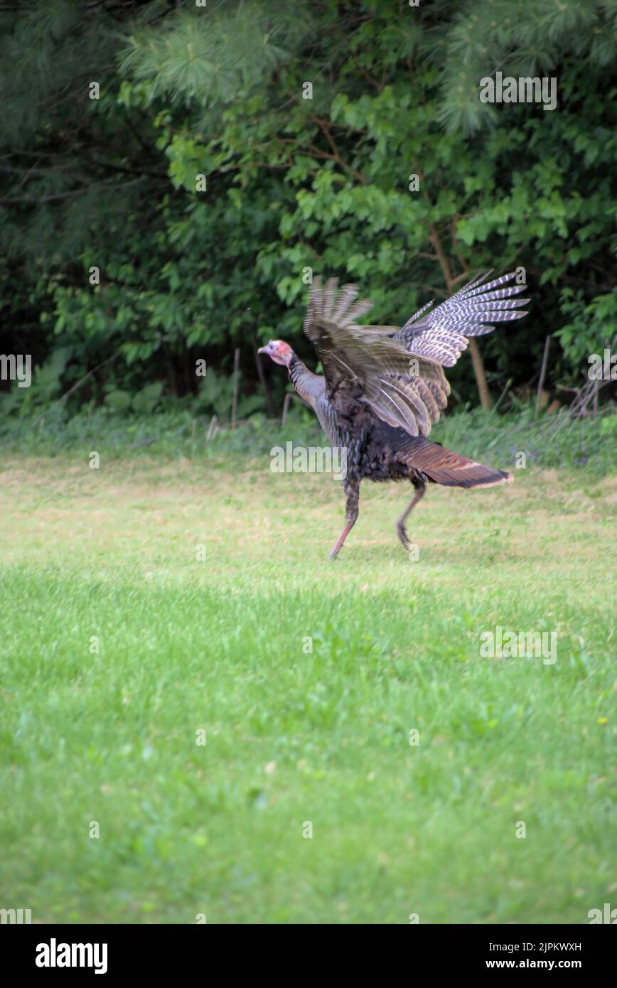 Domestic turkey wings hi-res stock photography and images - Alamy