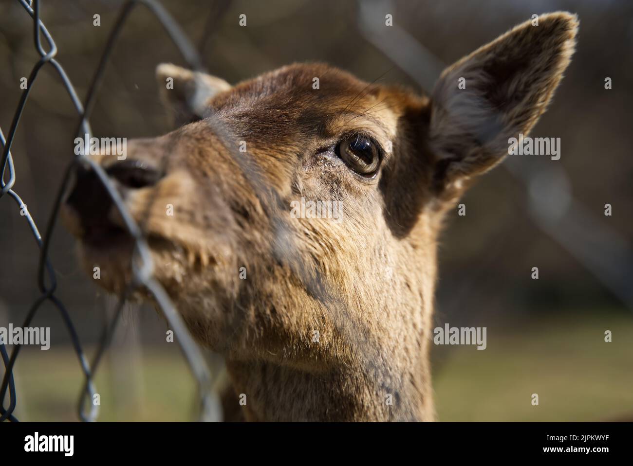 A brown reindeer inside the steel fence Stock Photo - Alamy
