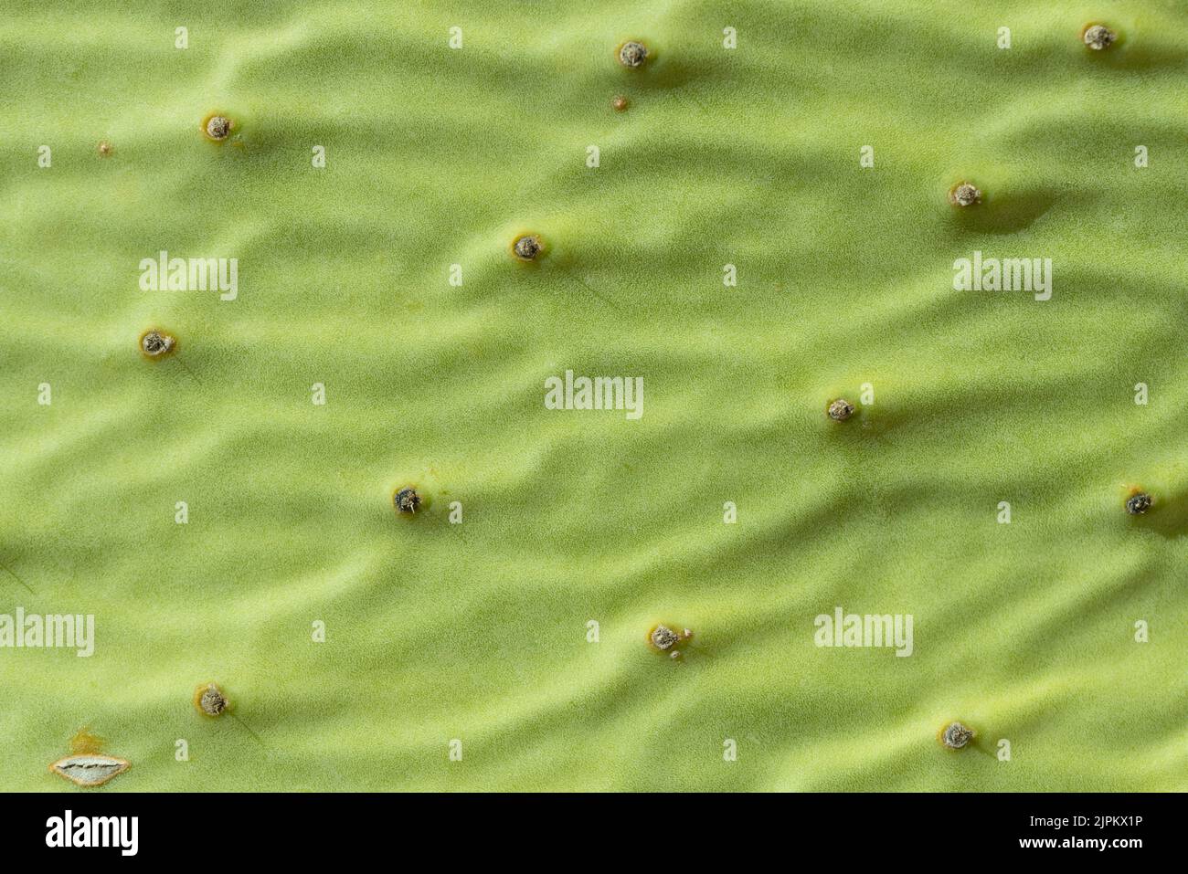 Background, texture and detail of the leaf of a prickly pear, with ...