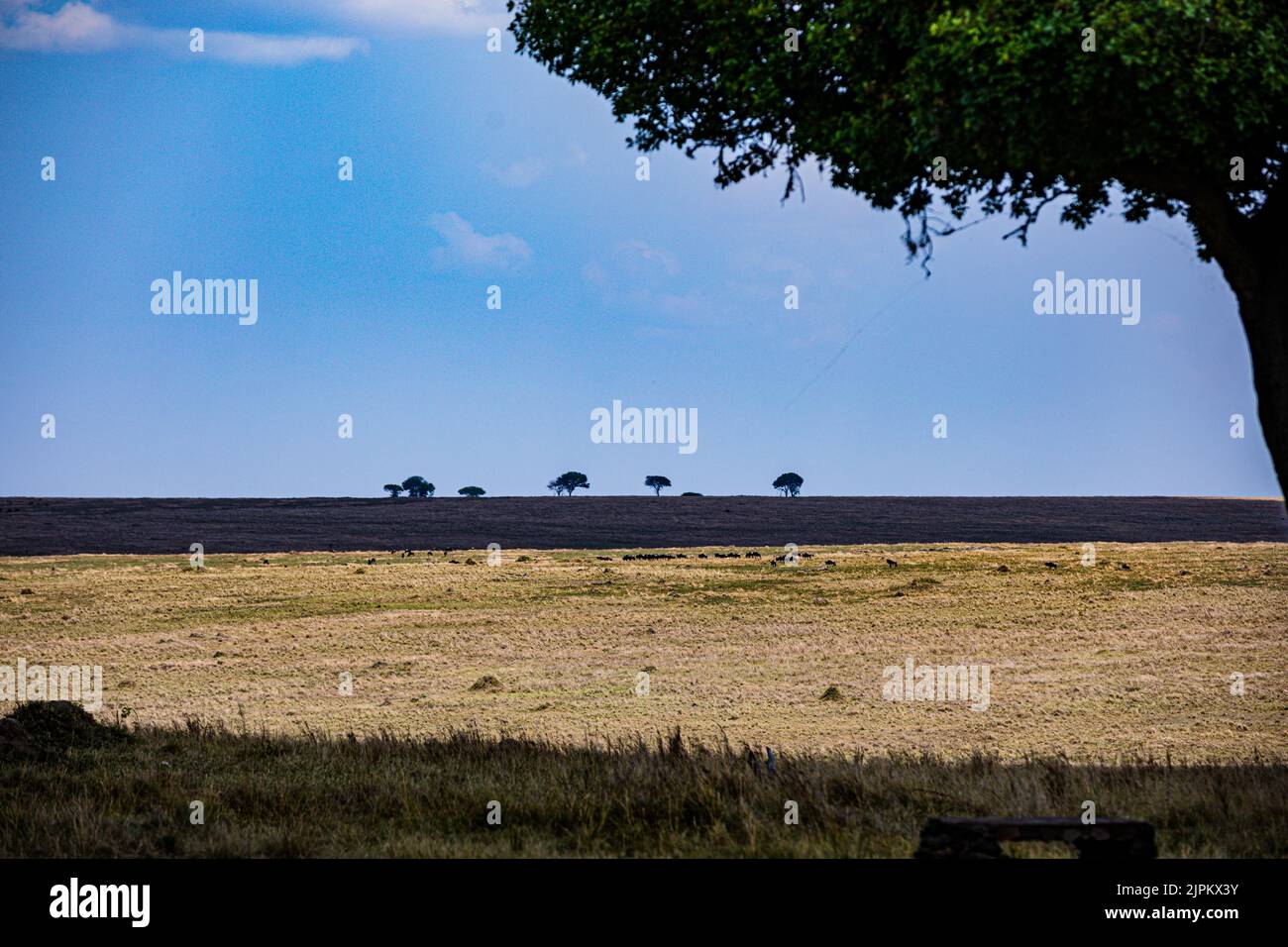 Maasai Mara National Game Reserve Park triangle Narok County Kenya East ...
