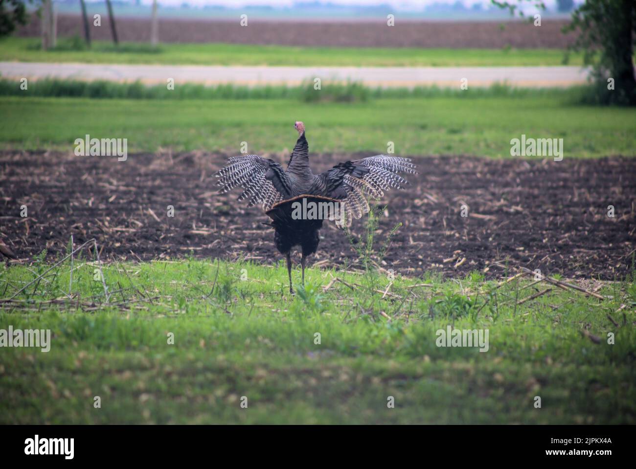A domestic turkey standing in the agricultural field with open wings ...