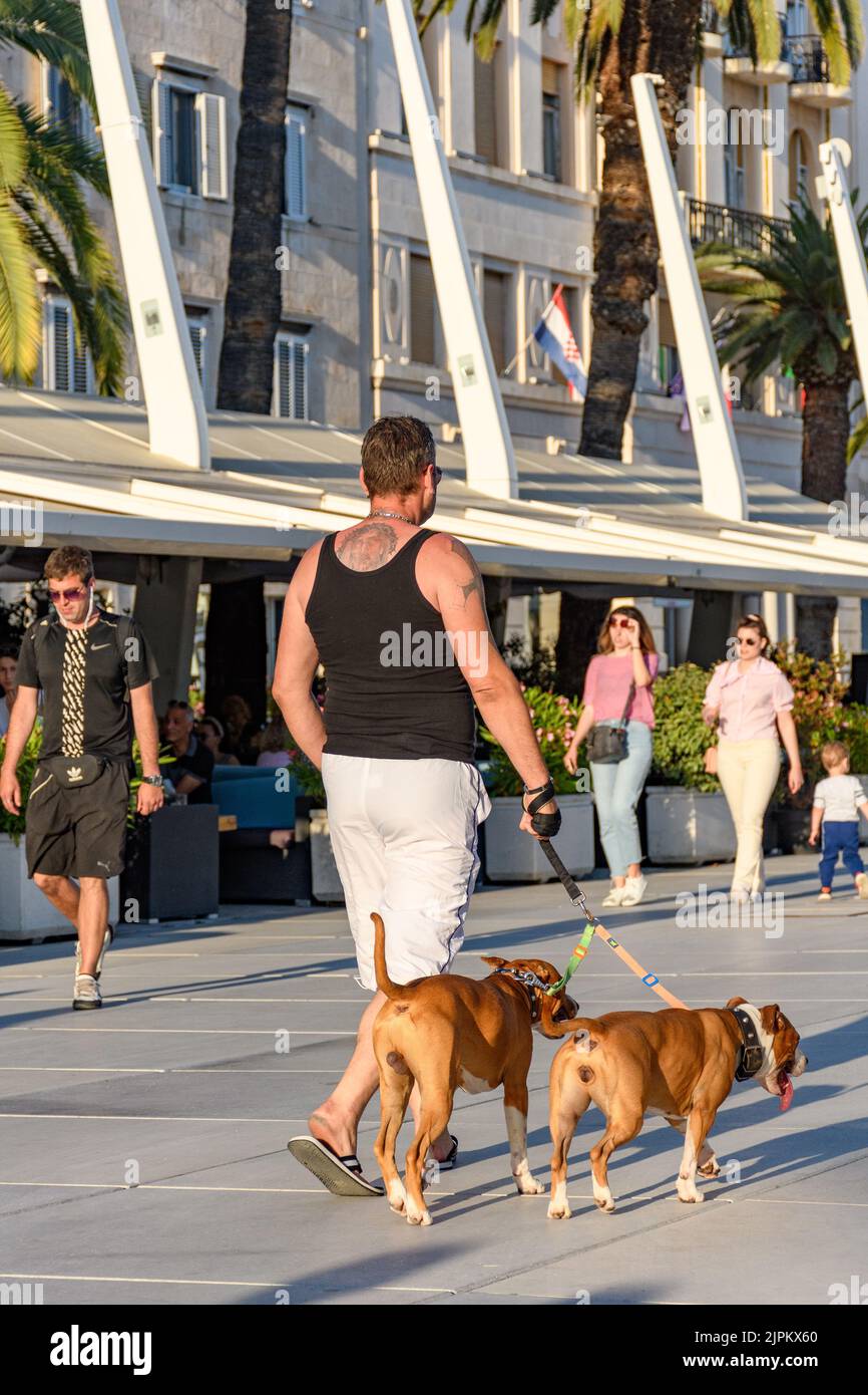 A vertical shot of a male walking with dogs in the street of Split ...