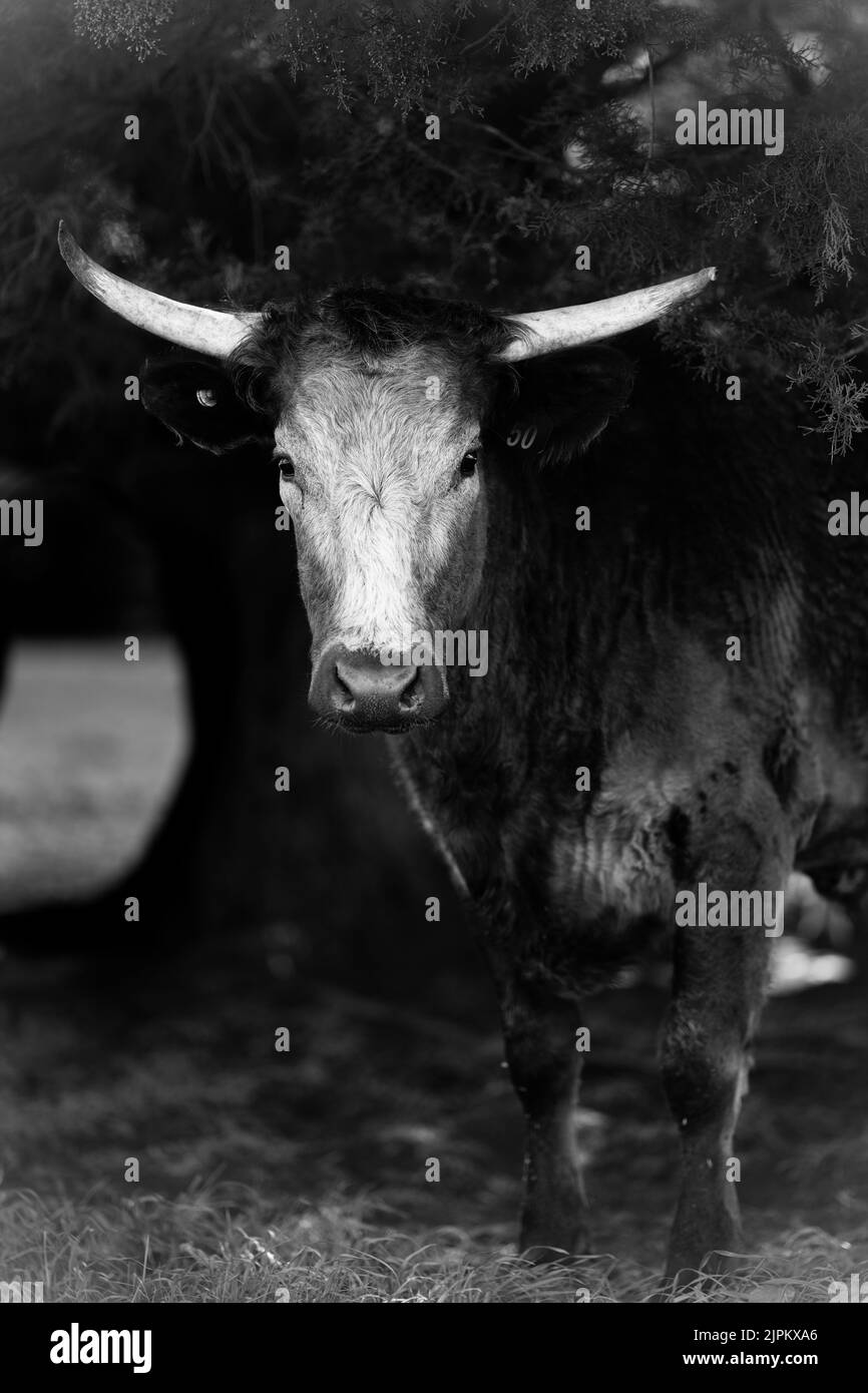 Usa cattle farm Black and White Stock Photos & Images - Alamy