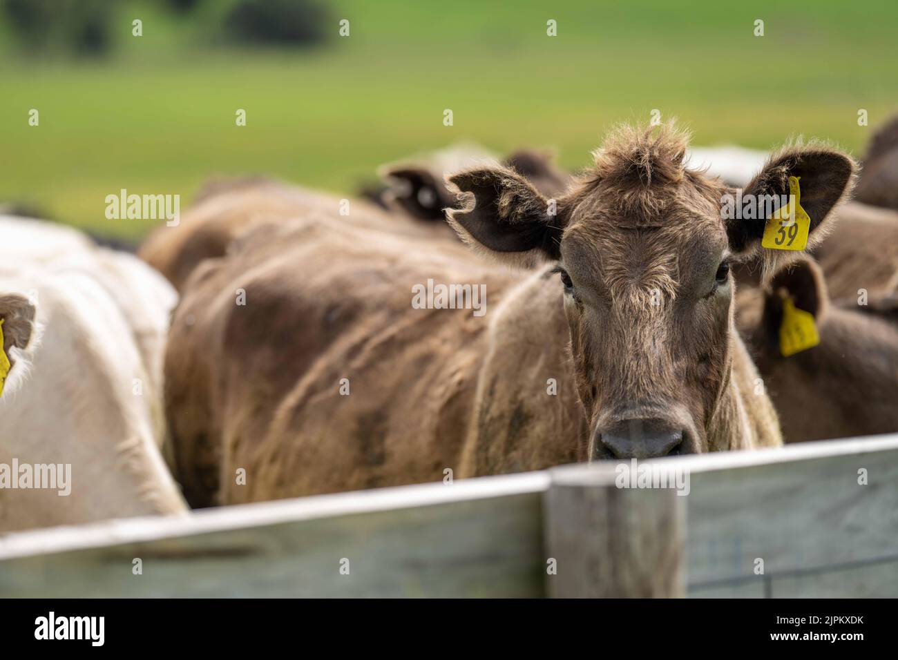 Beef cattle and cows in Australi Stock Photo - Alamy