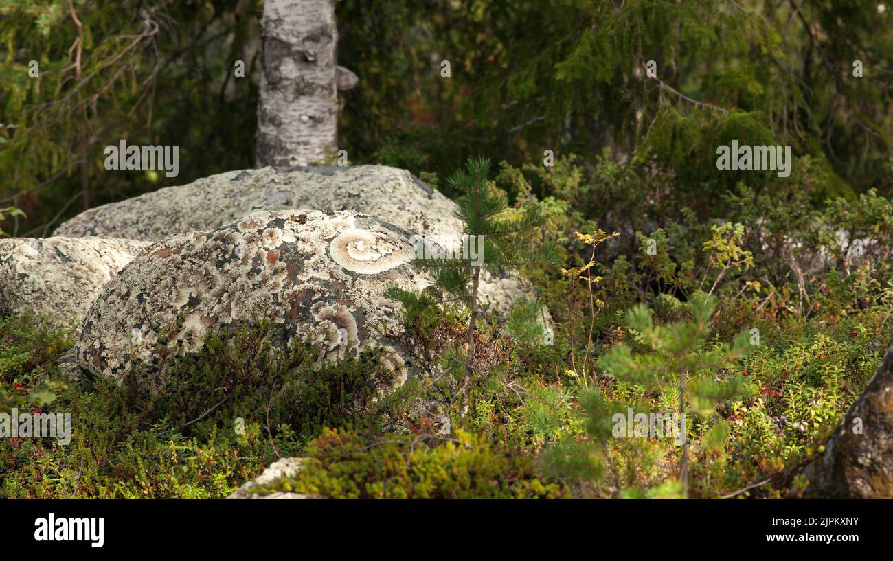 Round stones in the Nordic forests are covered with Arctoparmelia ...