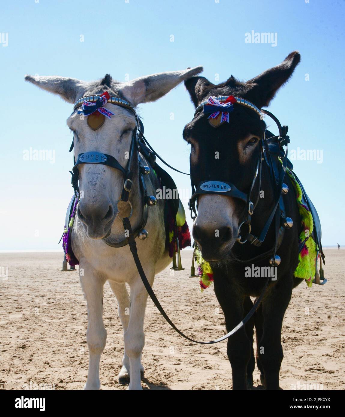Donkeys at the seaside Stock Photo - Alamy