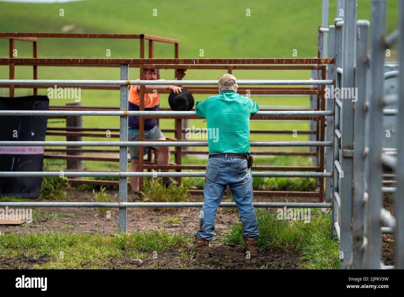 Beef cattle and cows in Australi Stock Photo - Alamy