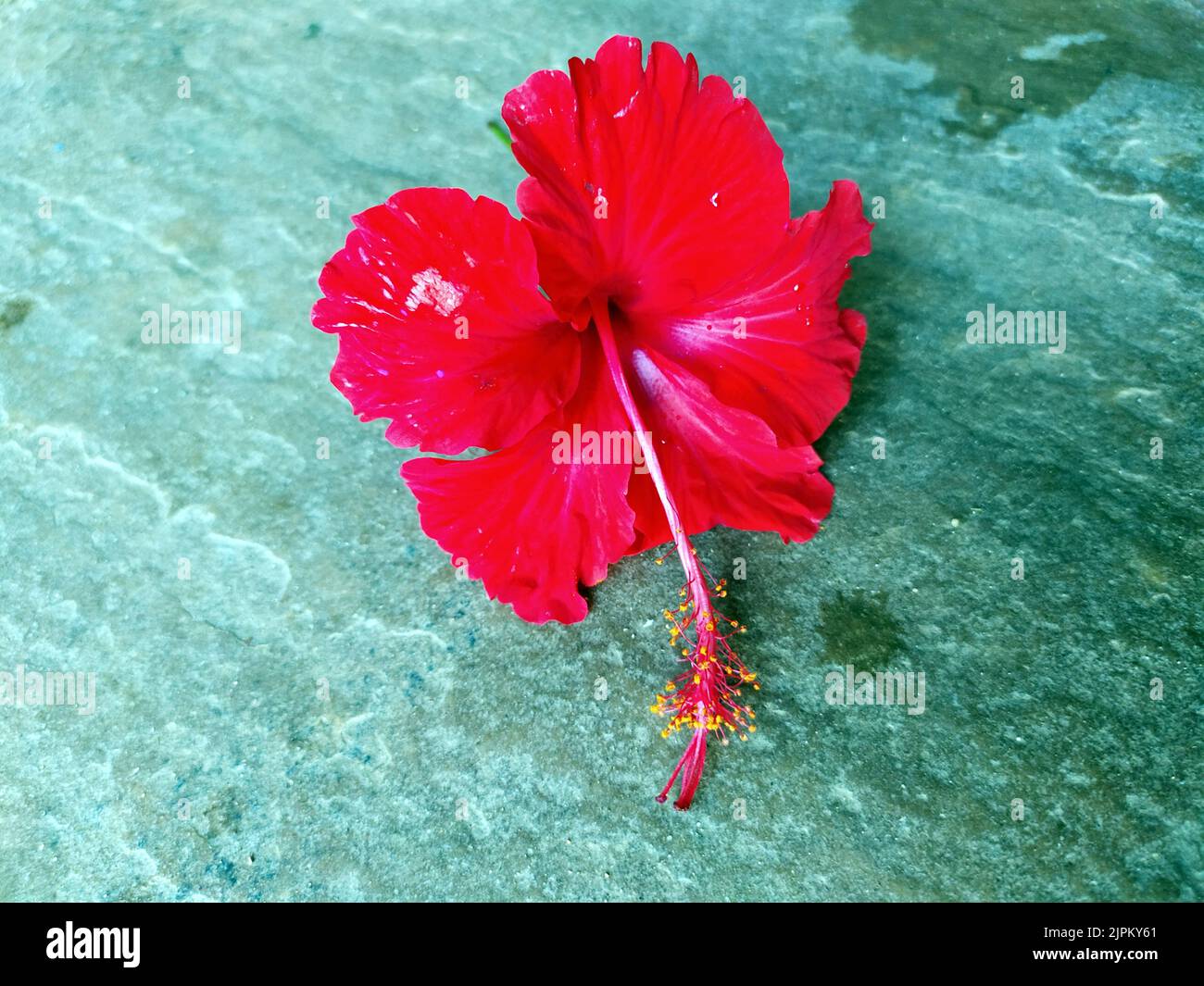 a red flower put on a stone background Stock Photo - Alamy