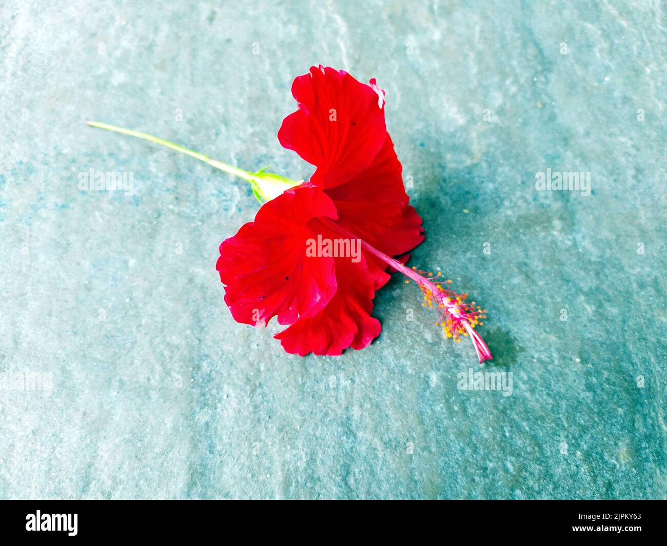 a red flower put on a stone background Stock Photo - Alamy
