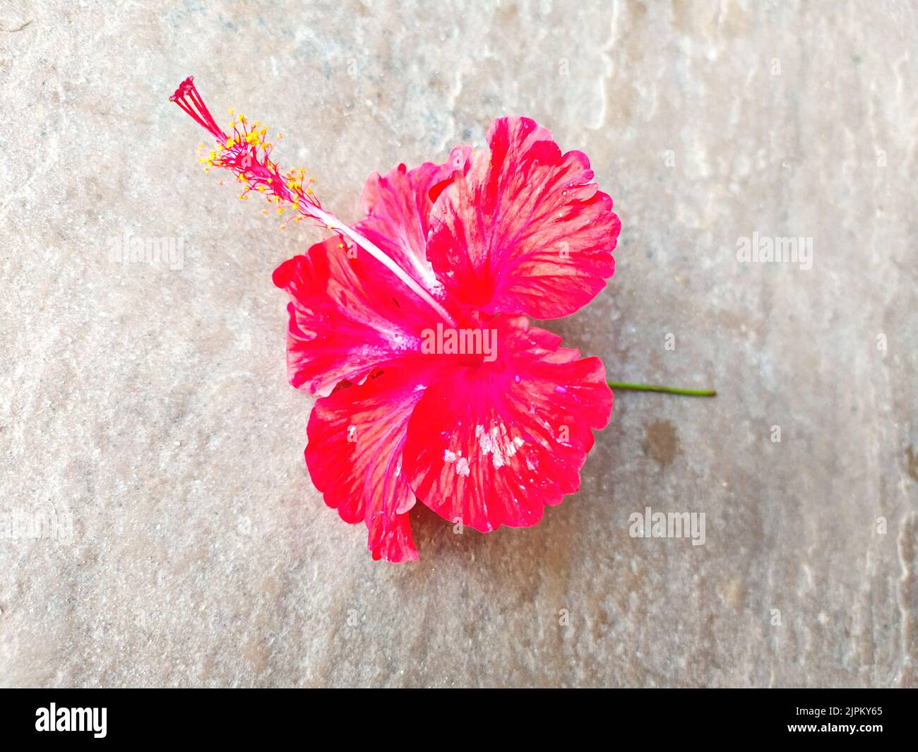 a red flower put on a stone background Stock Photo - Alamy