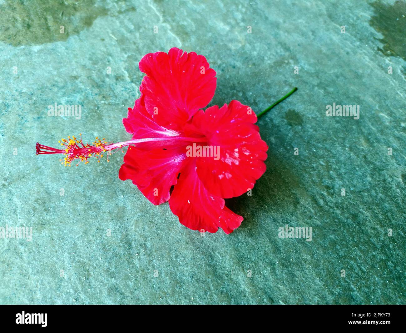 a red flower put on a stone background Stock Photo - Alamy