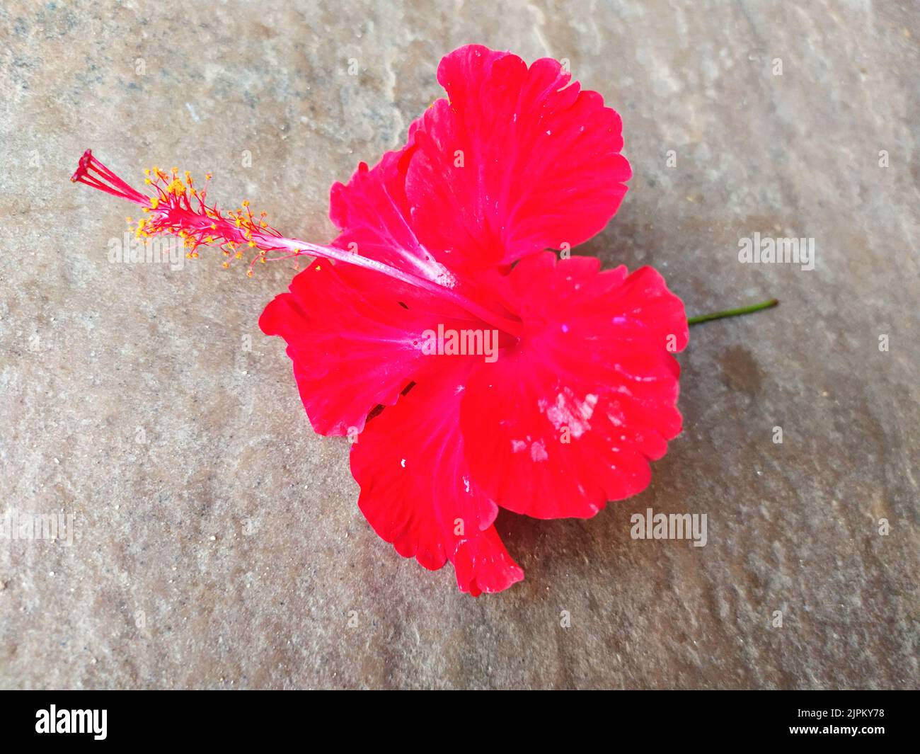a red flower put on a stone background Stock Photo - Alamy