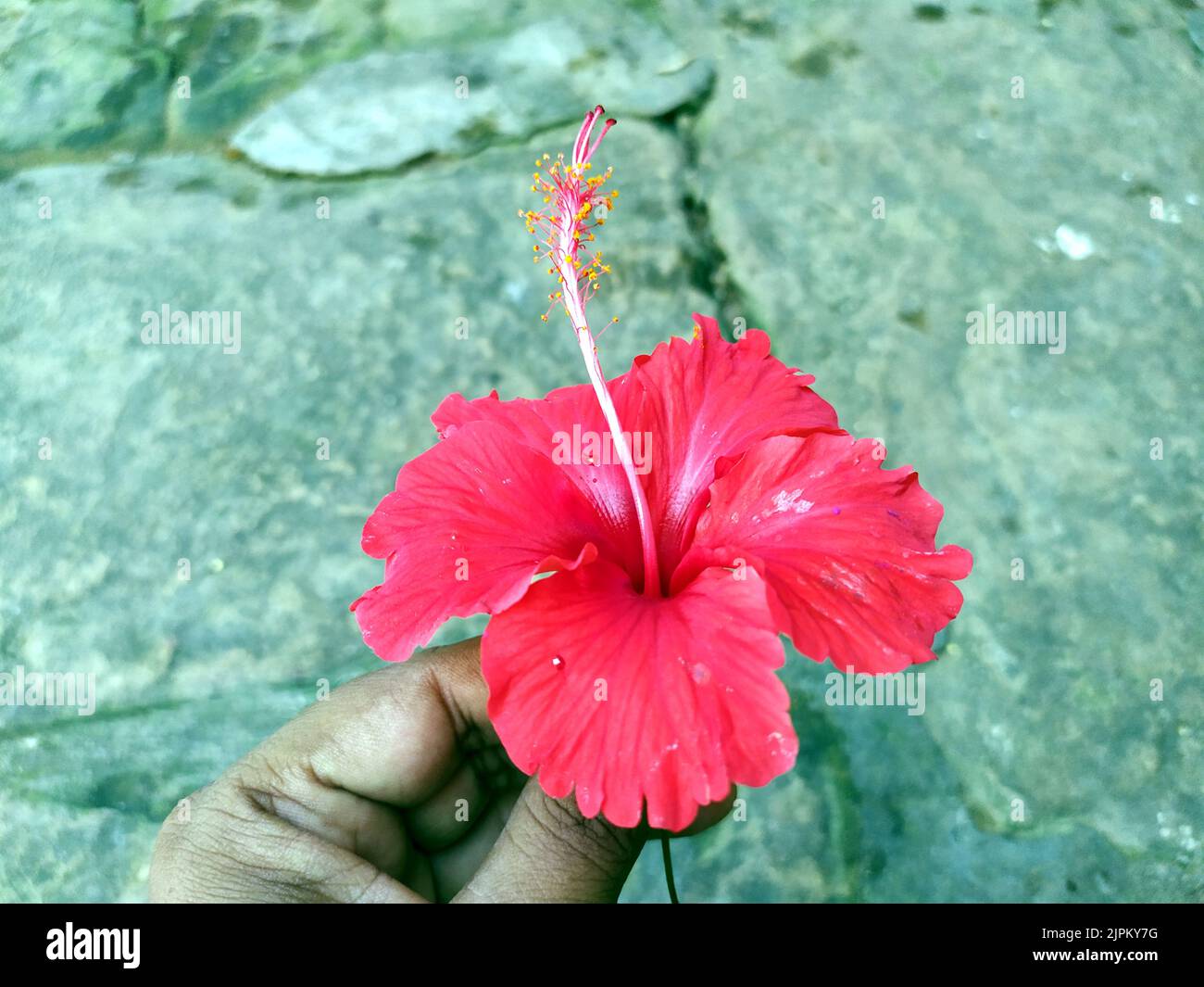 a red flower put on a stone background Stock Photo - Alamy