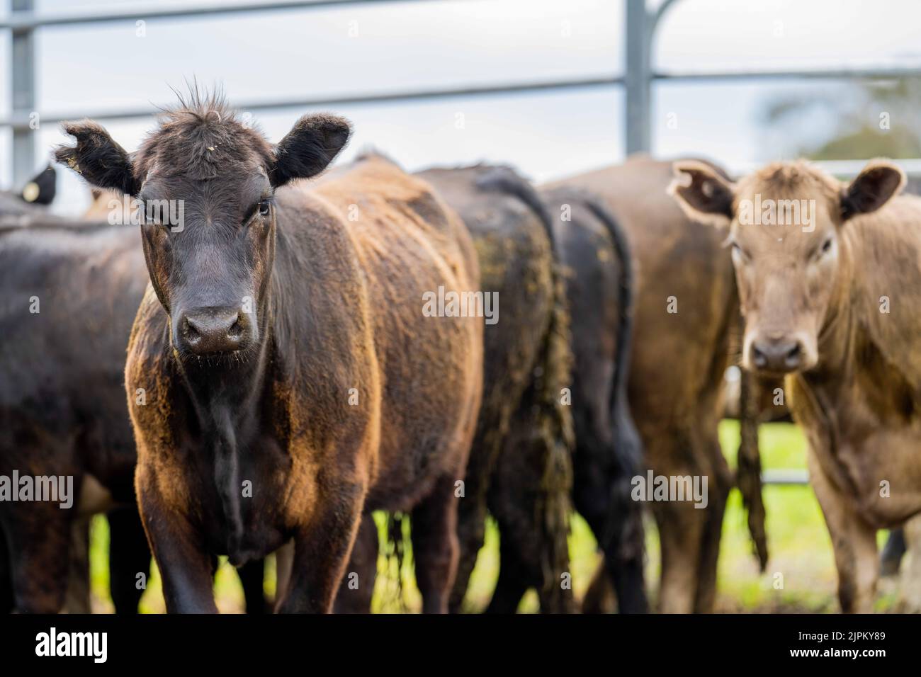 Beef cattle and cows in Australi Stock Photo - Alamy