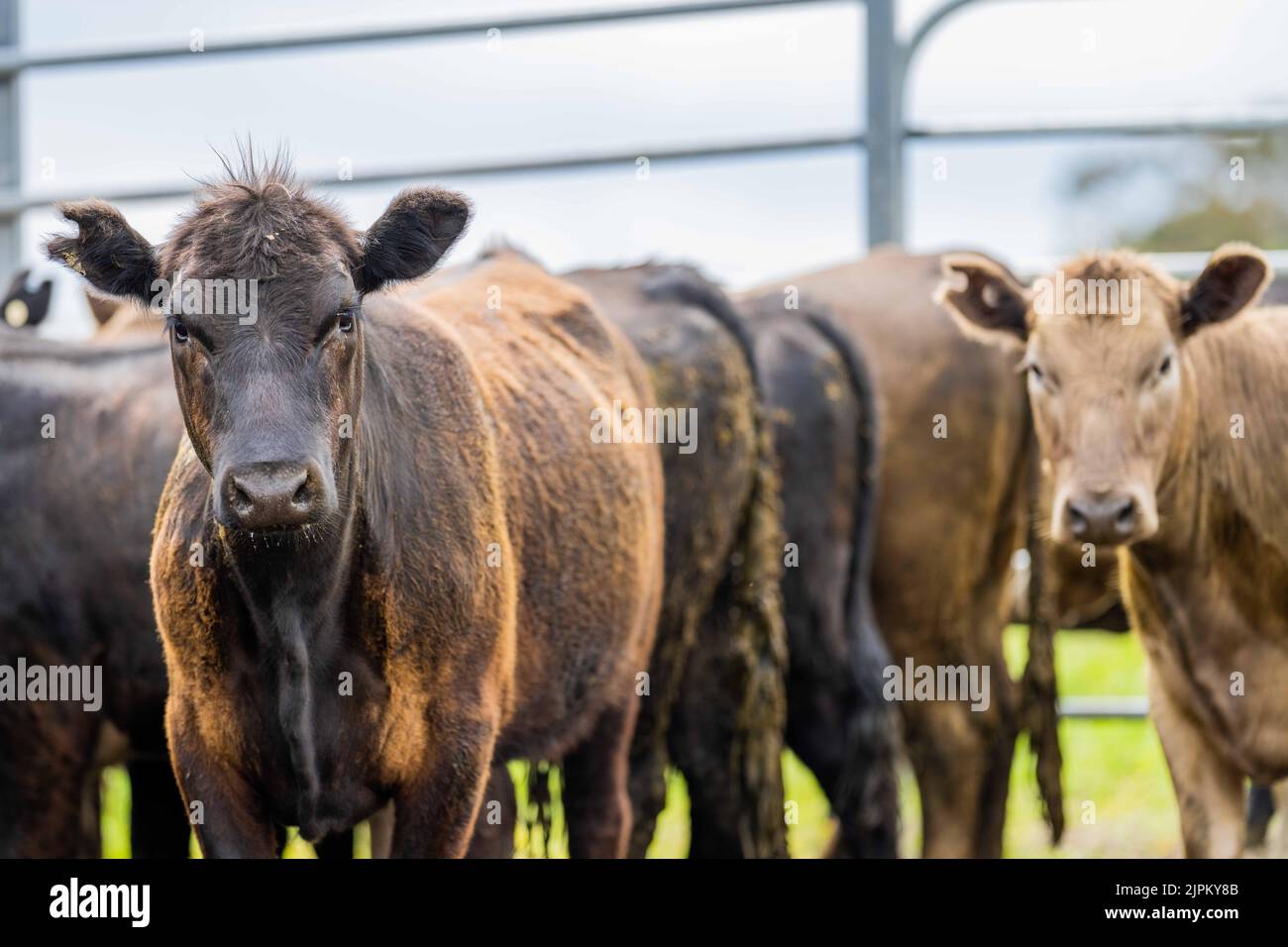 Beef cattle and cows in Australi Stock Photo - Alamy