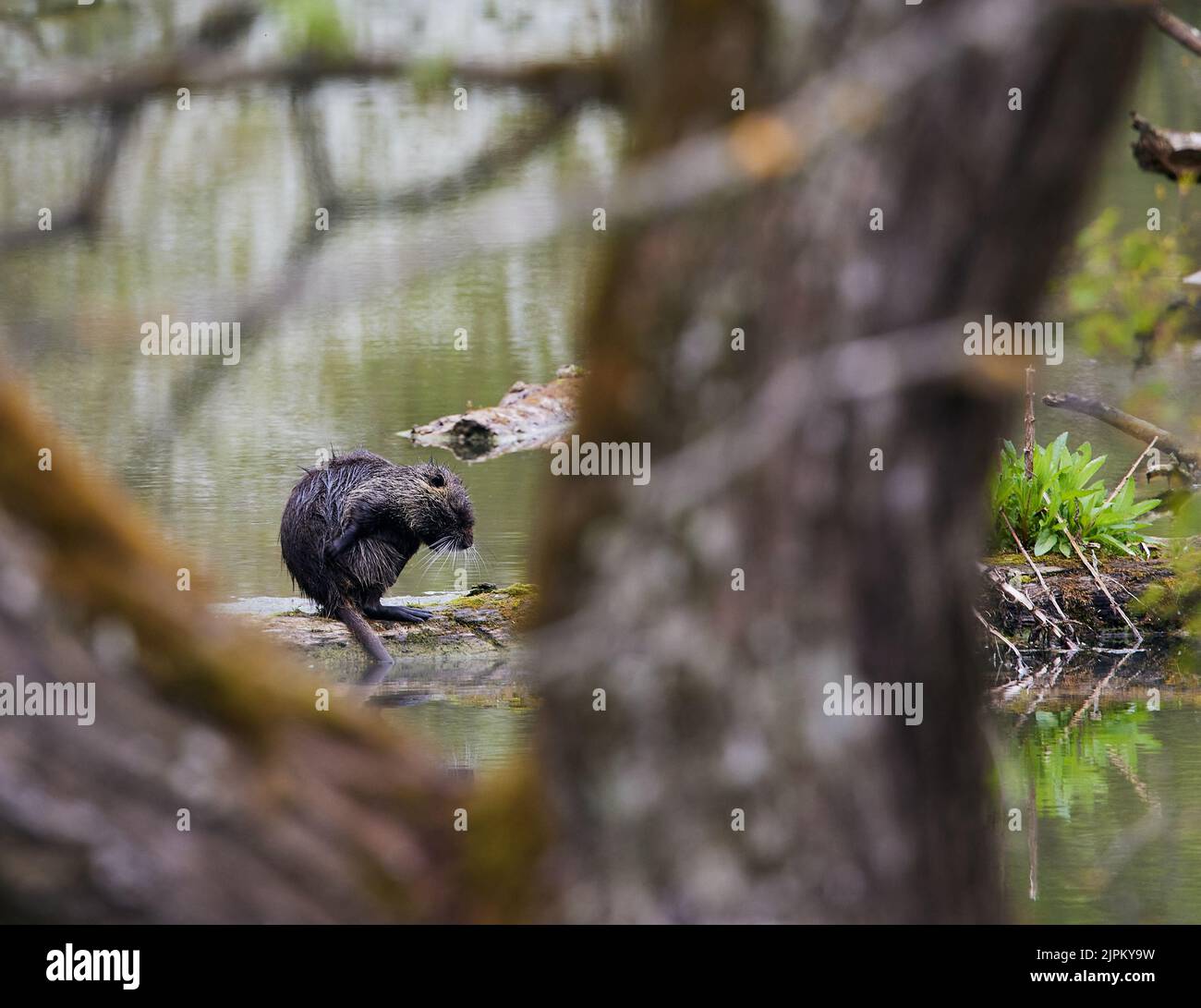 A wild beaver in the water seen through tree branches Stock Photo - Alamy