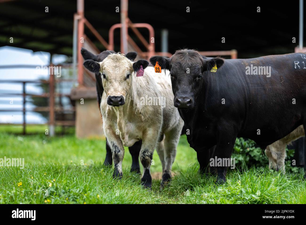 Beef cattle and cows in Australi Stock Photo - Alamy